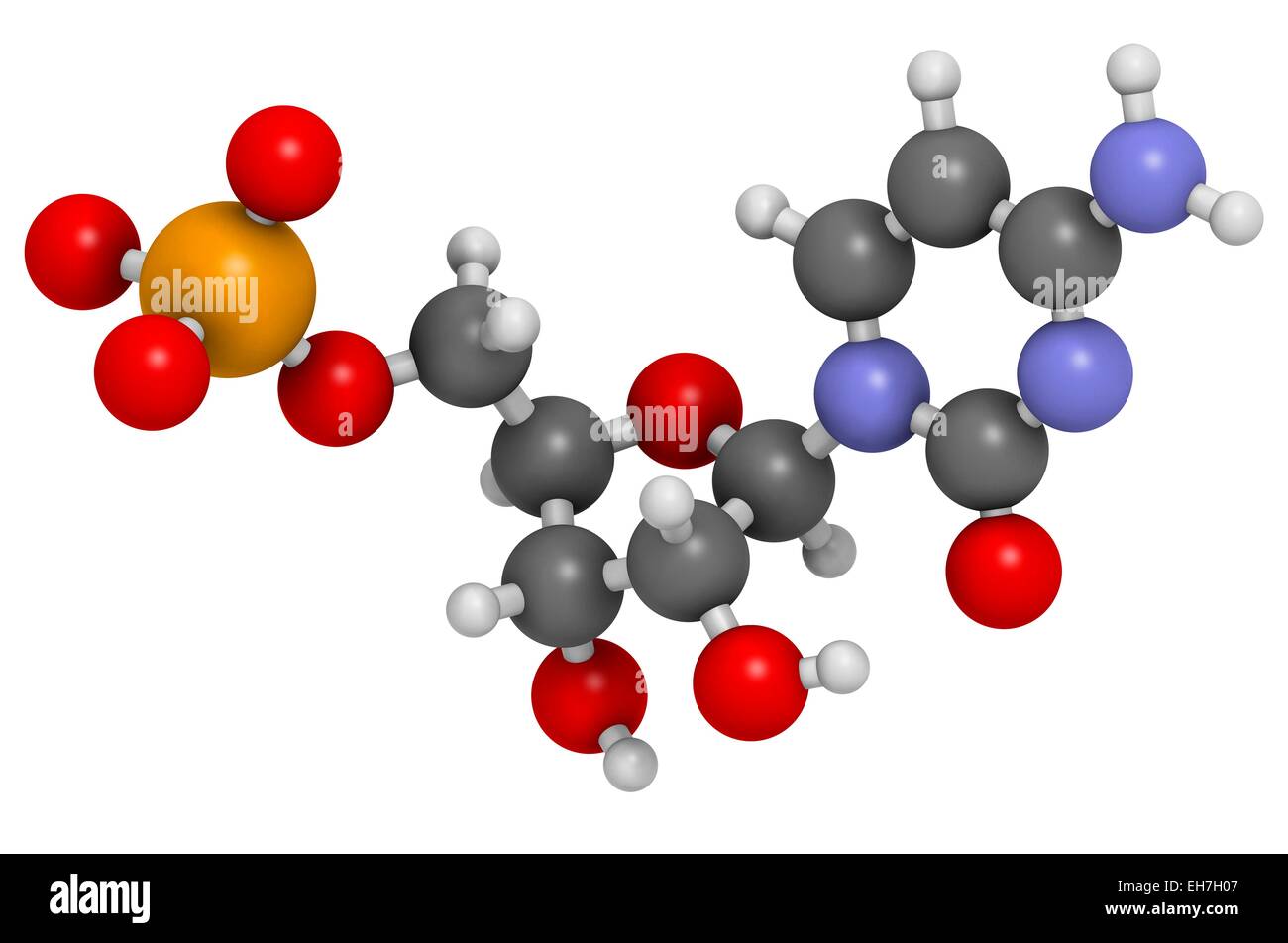 Molecola di rna citidina trifosfato immagini e fotografie stock ad alta ...