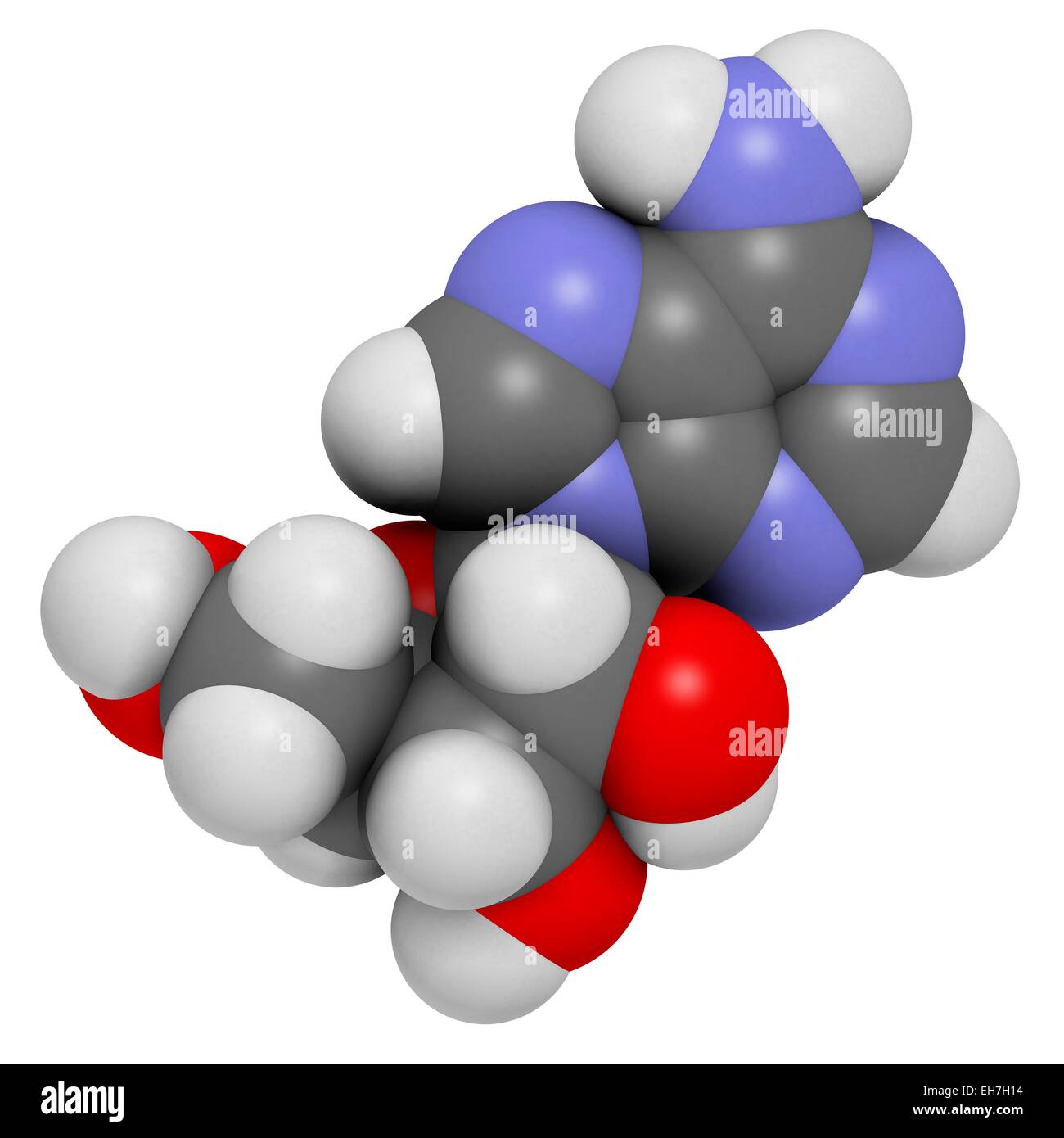 Monofosfato ciclico di adenosina immagini e fotografie stock ad alta ...