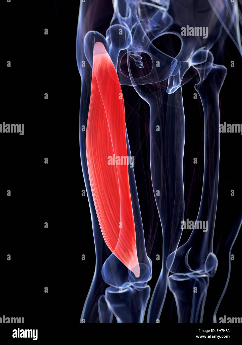 Muscolo quadricipite della coscia immagini e fotografie stock ad alta ...