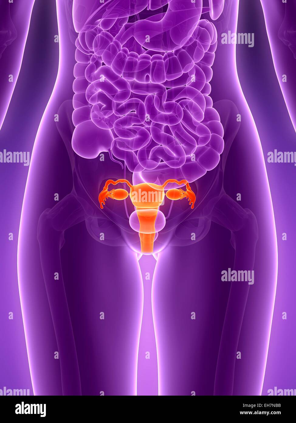 Utero umano immagini e fotografie stock ad alta risoluzione - Alamy