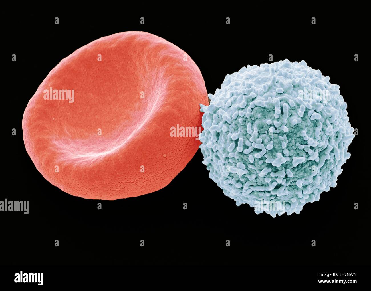 Cellule sangue microscopio immagini e fotografie stock ad alta ...