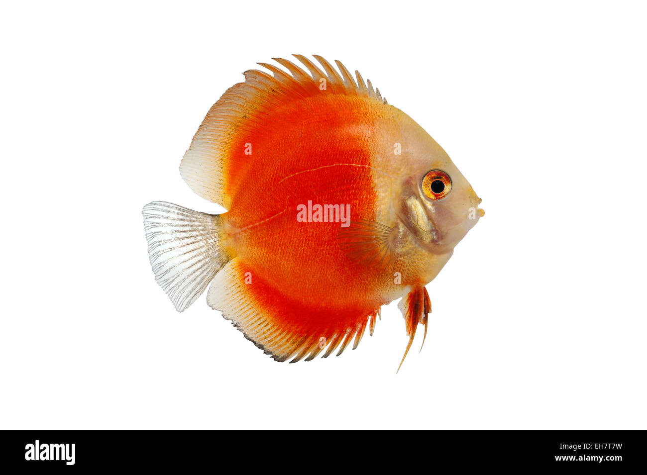 Pesce arancione discus immagini e fotografie stock ad alta risoluzione ...