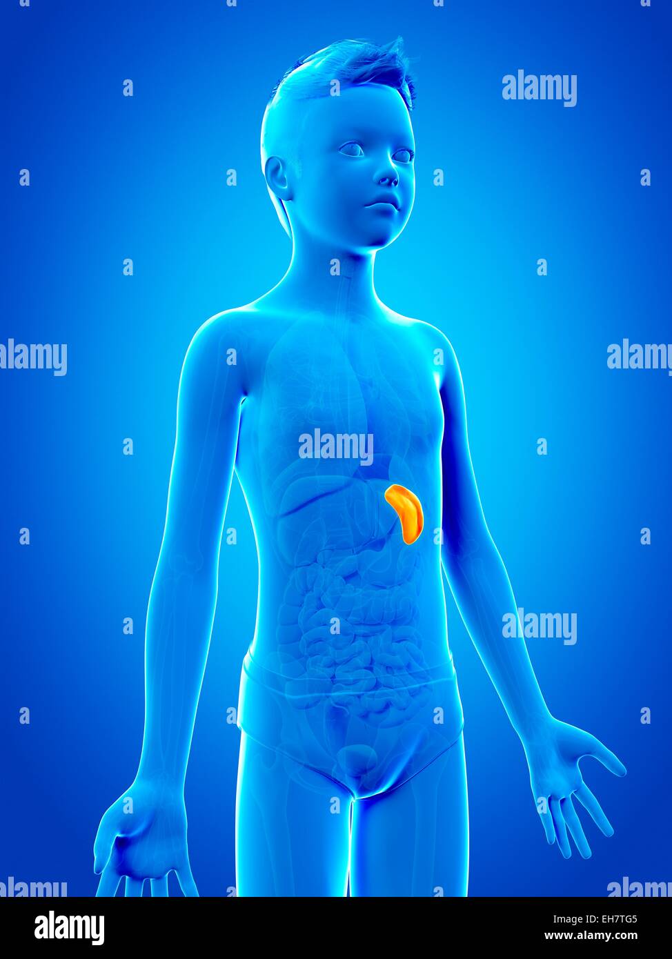Milza di un bambino immagini e fotografie stock ad alta risoluzione - Alamy