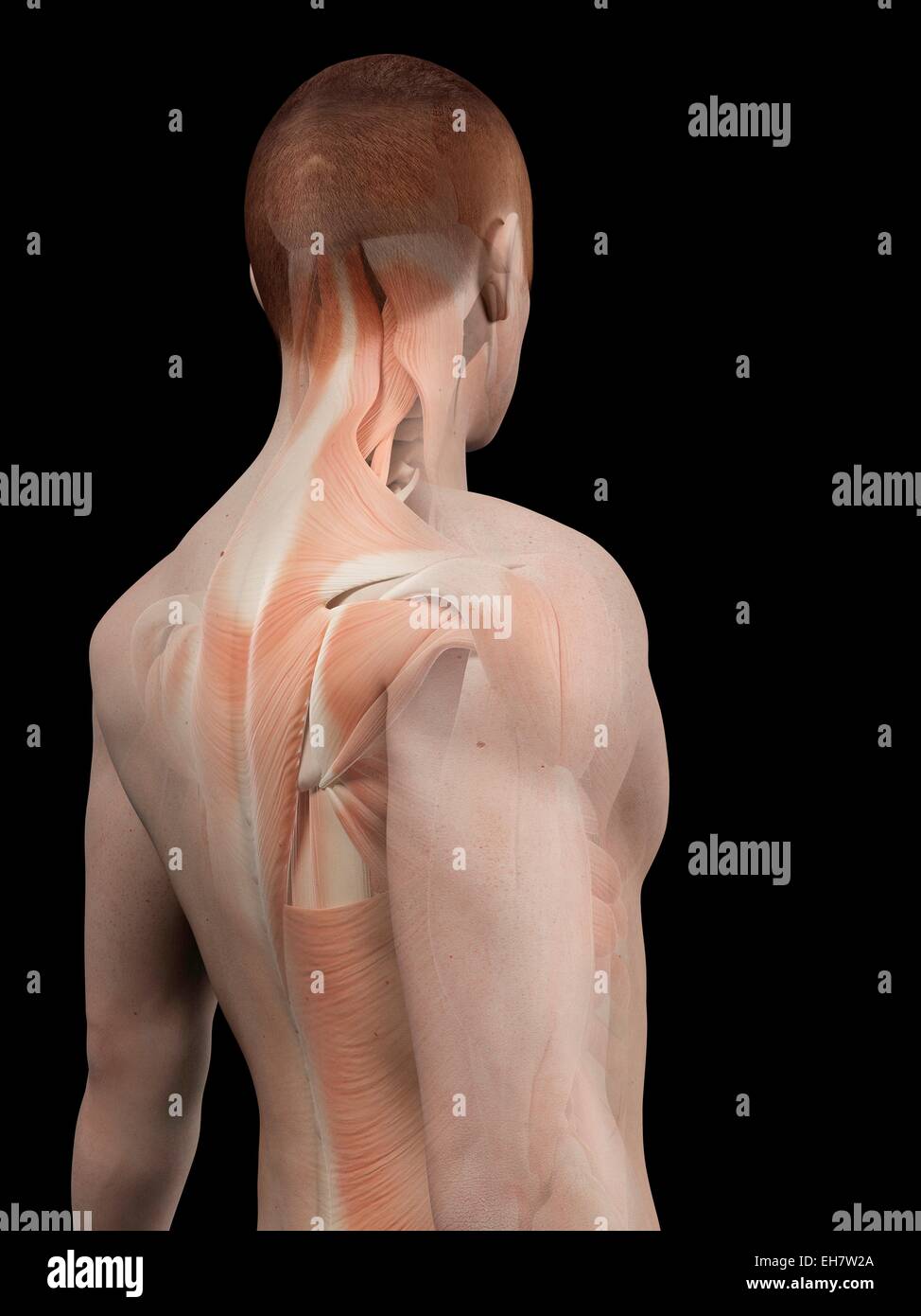Muscoli umani della schiena e del collo immagini e fotografie stock ad ...