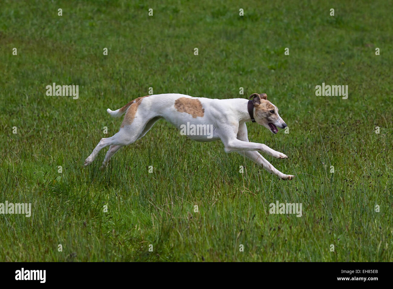 Cane levriero immagini e fotografie stock ad alta risoluzione - Alamy