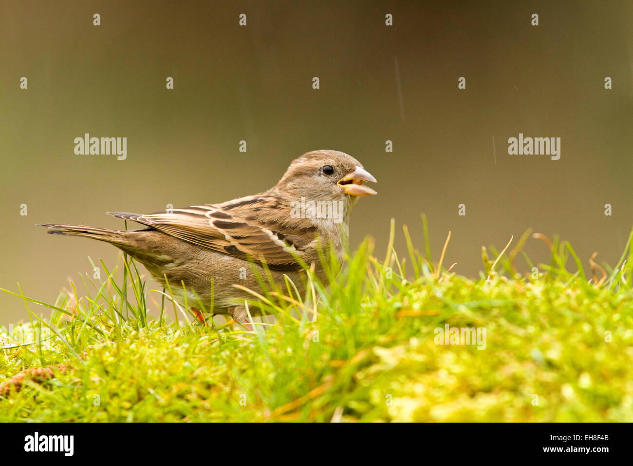 Tetto di passero inglese immagini e fotografie stock ad alta ...