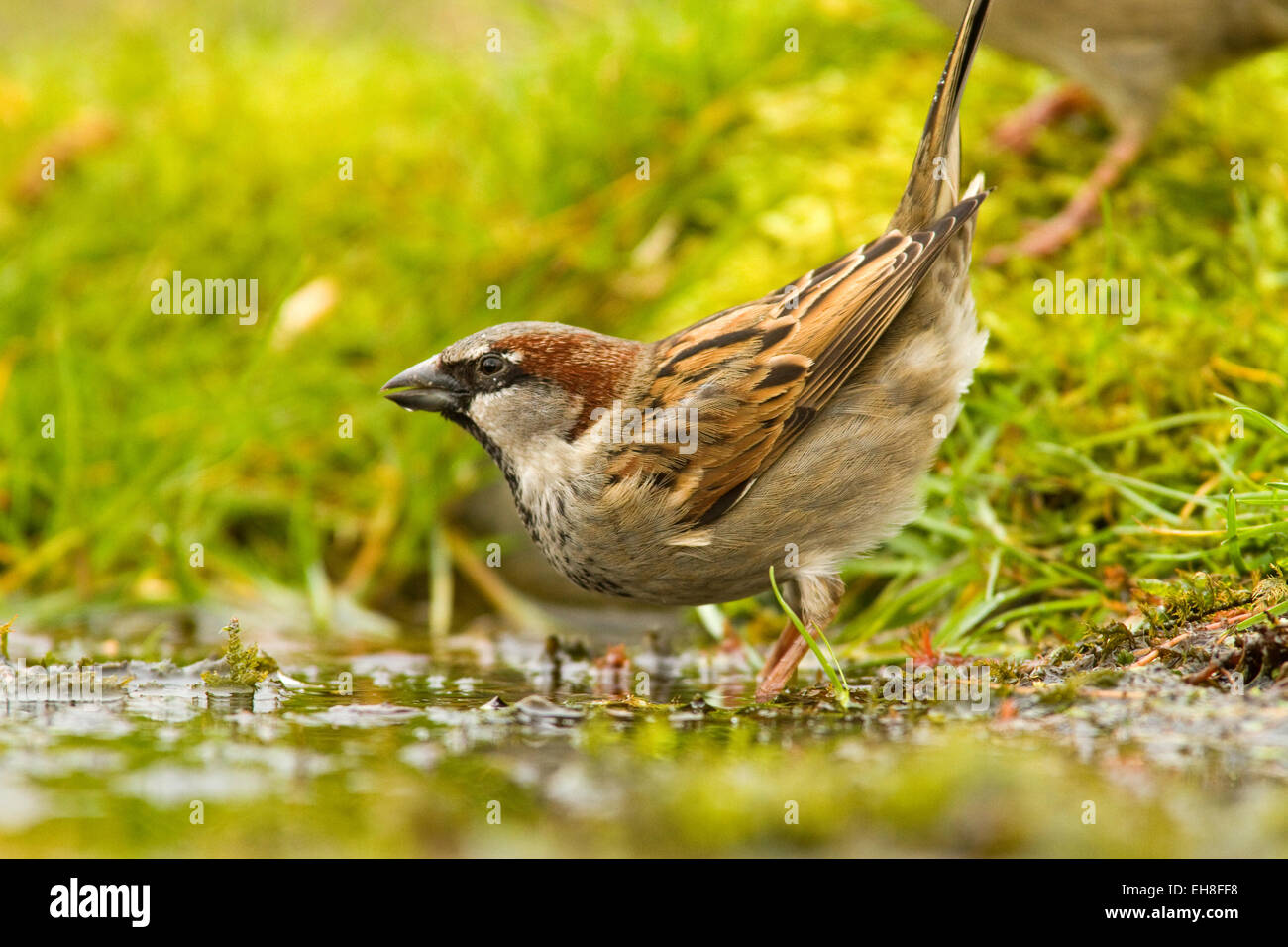 Stormi di passeri immagini e fotografie stock ad alta risoluzione - Alamy