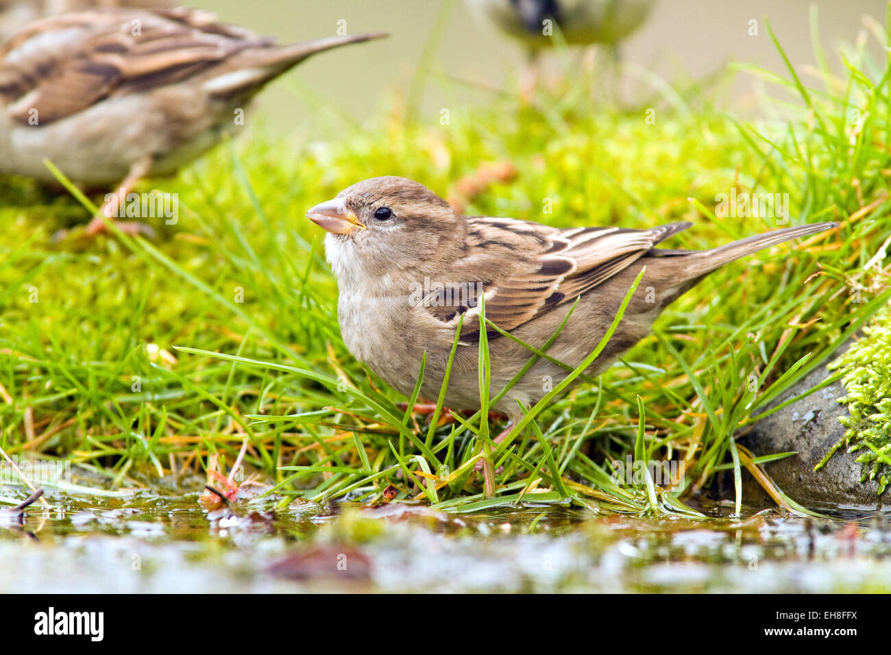 Stormi di passeri immagini e fotografie stock ad alta risoluzione - Alamy