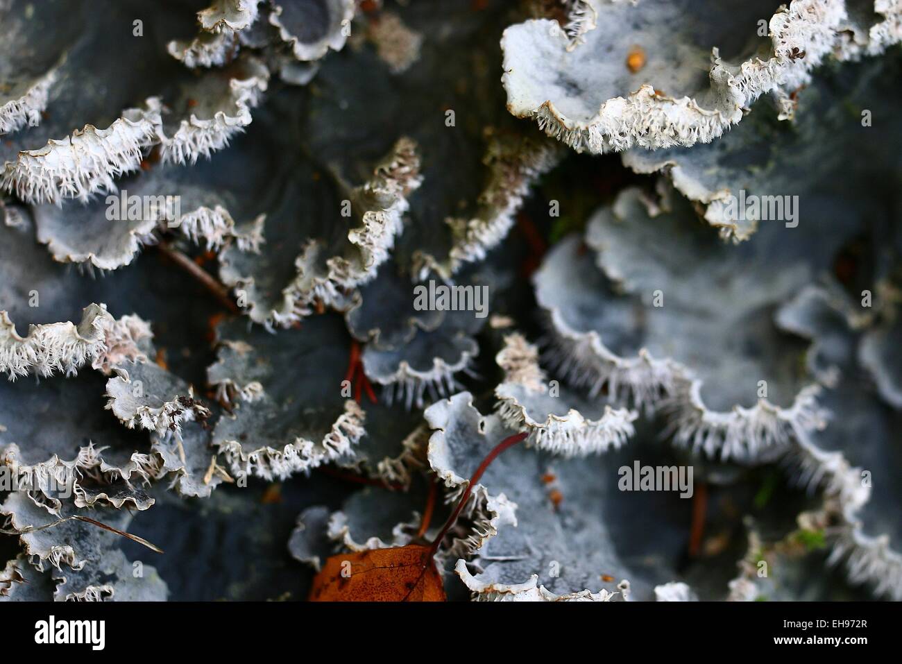 Macchia di muffa grigia immagini e fotografie stock ad alta risoluzione ...