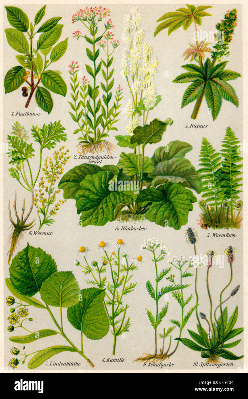 Piante officinali disegno immagini e fotografie stock ad alta ...