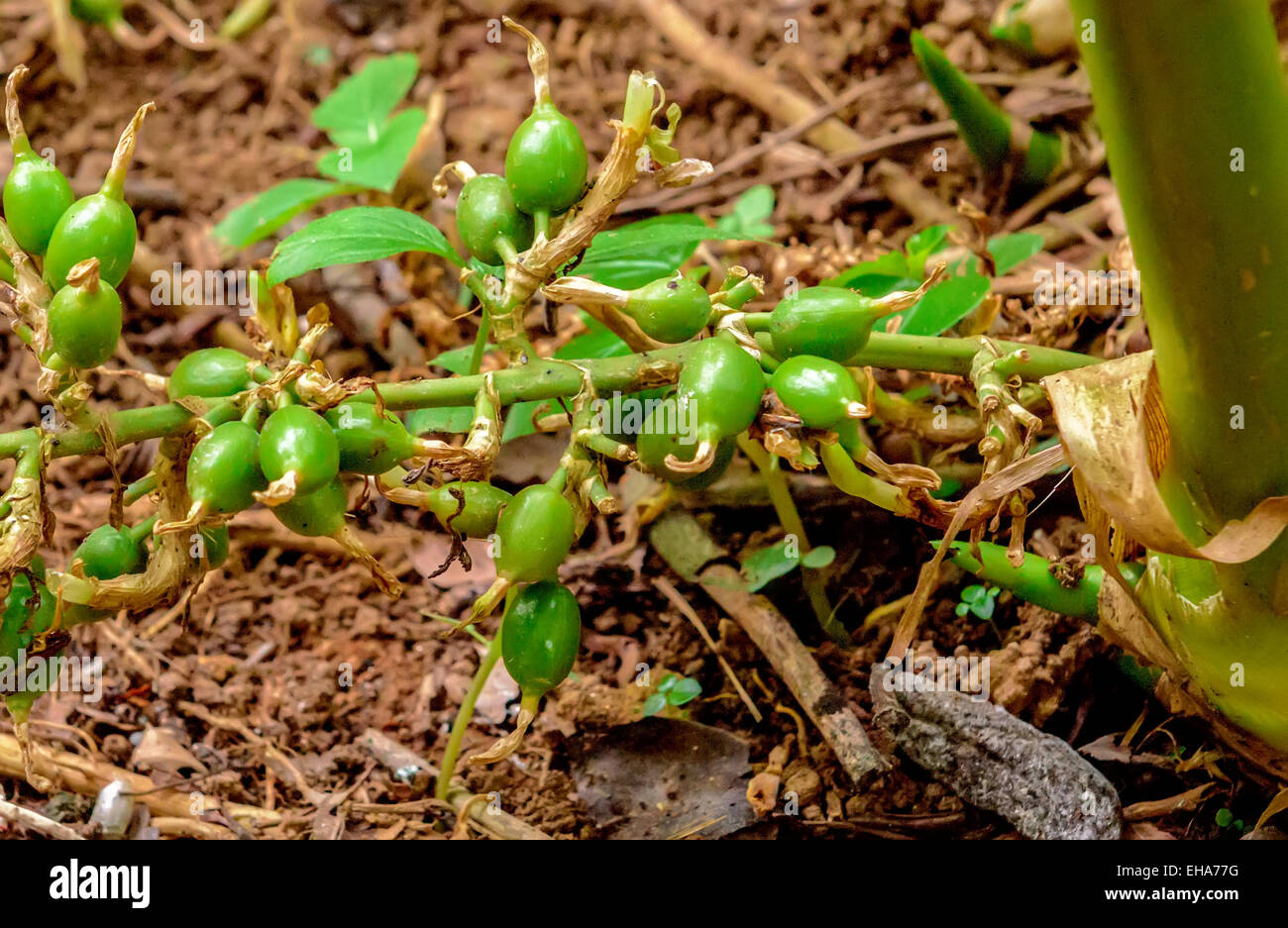 Pianta di cardamomo immagini e fotografie stock ad alta risoluzione - Alamy