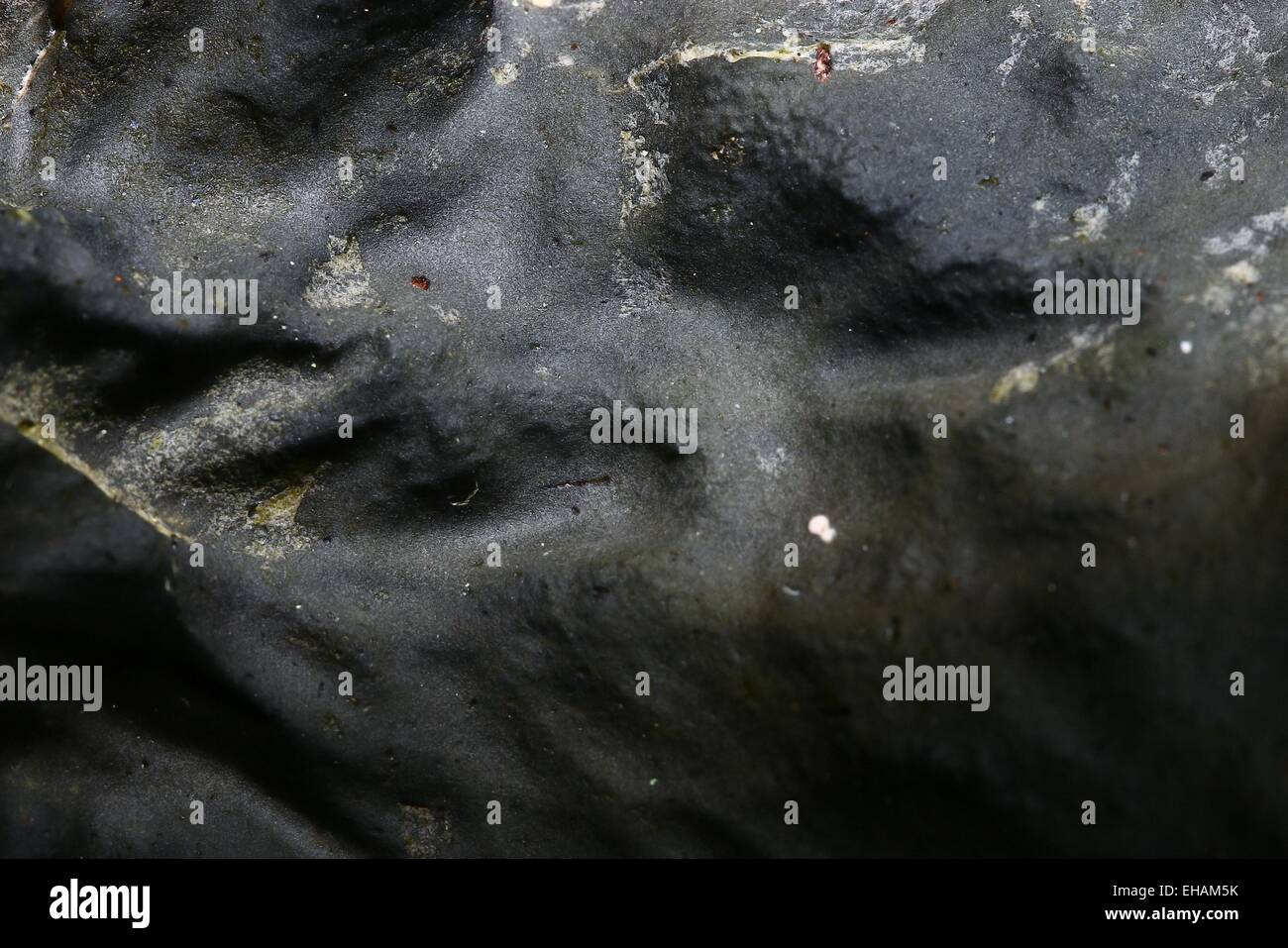 Macchia di muffa grigia immagini e fotografie stock ad alta risoluzione ...