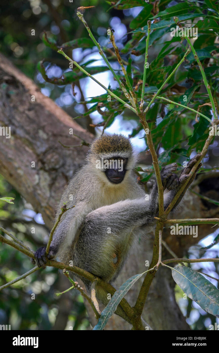 Scimmia verde africana immagini e fotografie stock ad alta risoluzione ...