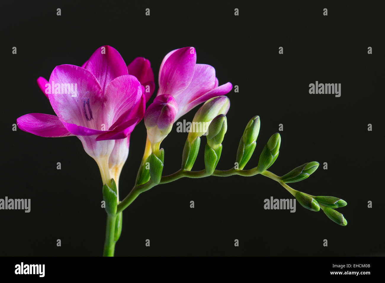 Fresia iridaceae immagini e fotografie stock ad alta risoluzione - Alamy