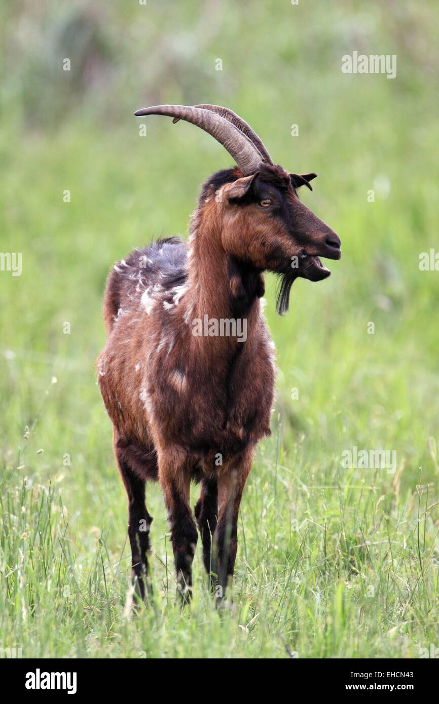 Capra hircus aegagrus immagini e fotografie stock ad alta risoluzione ...