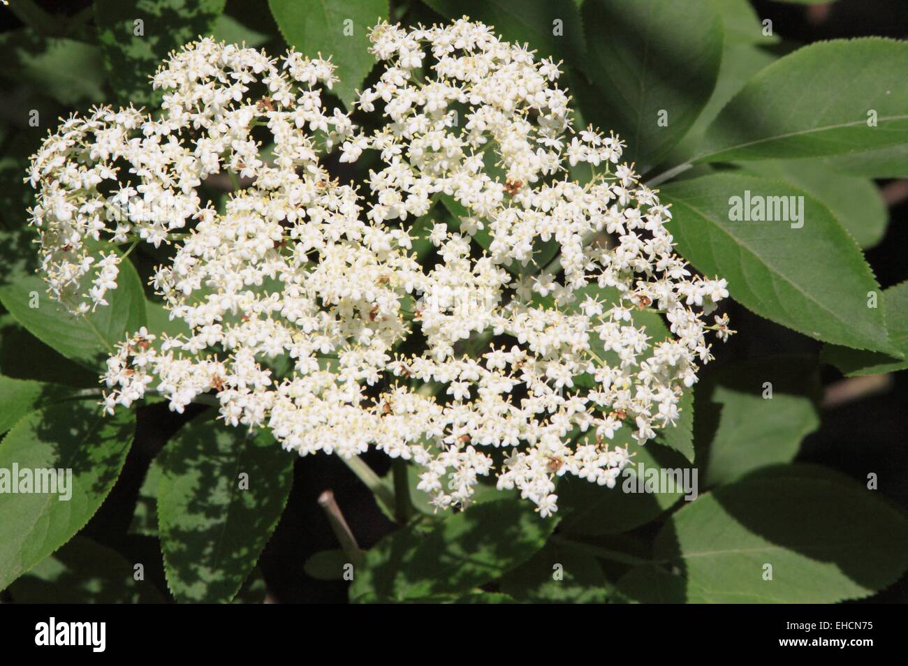 Siepe di sambuco immagini e fotografie stock ad alta risoluzione - Alamy