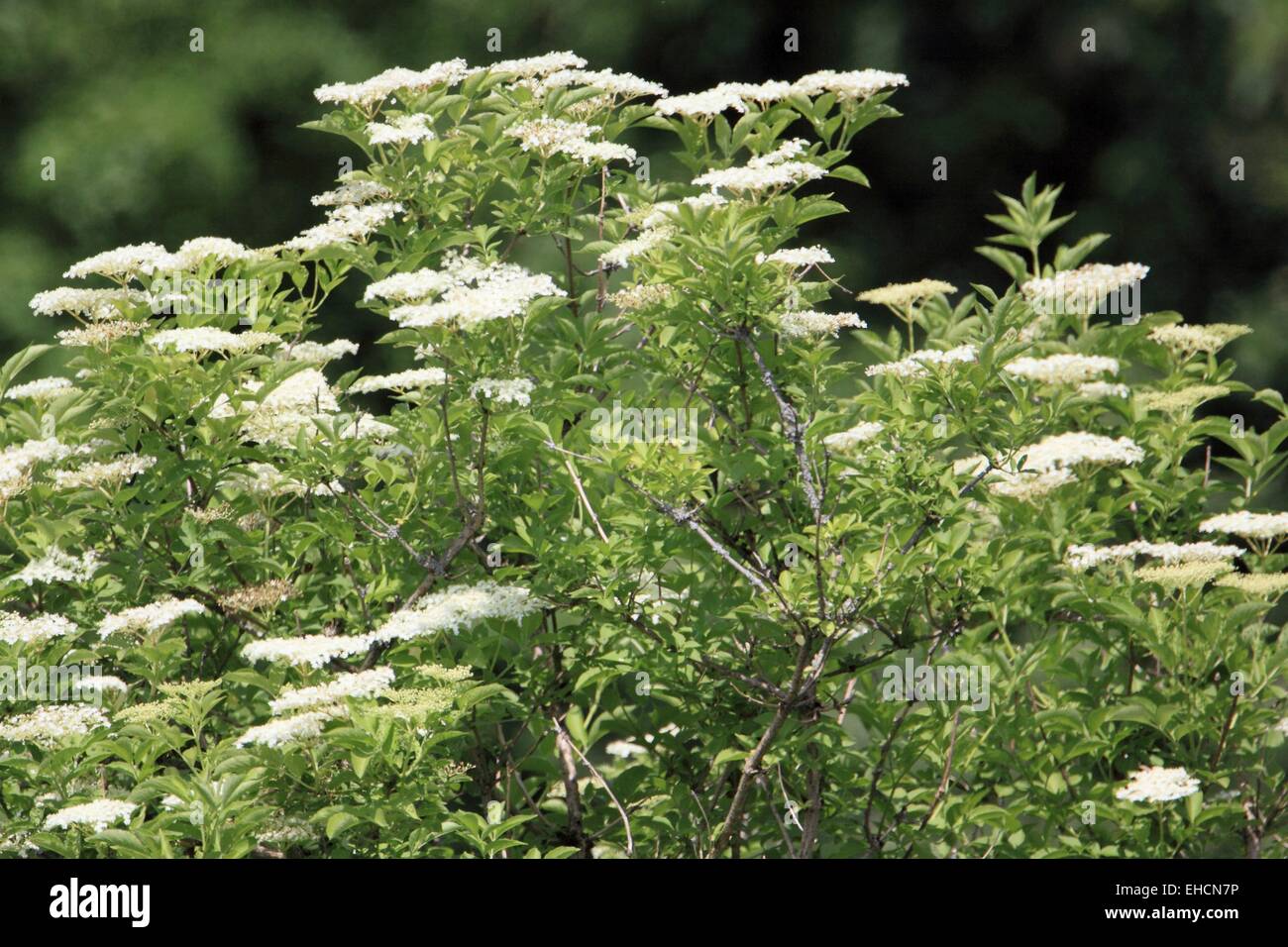 Siepe di sambuco immagini e fotografie stock ad alta risoluzione - Alamy