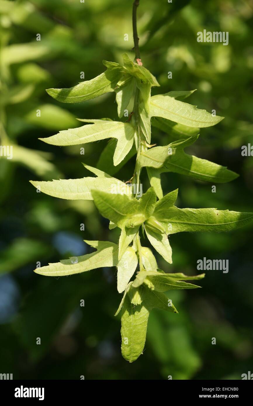 Carpino comune immagini e fotografie stock ad alta risoluzione - Alamy