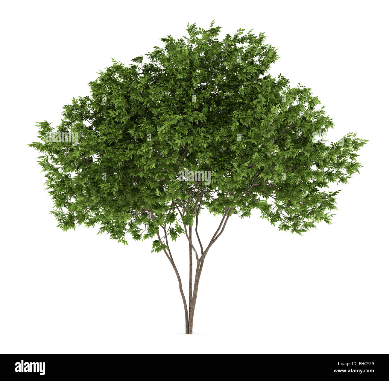 A un tronco di sambuco immagini e fotografie stock ad alta risoluzione ...