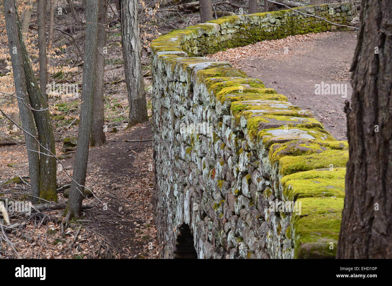 Muschio sui muri immagini e fotografie stock ad alta risoluzione - Alamy