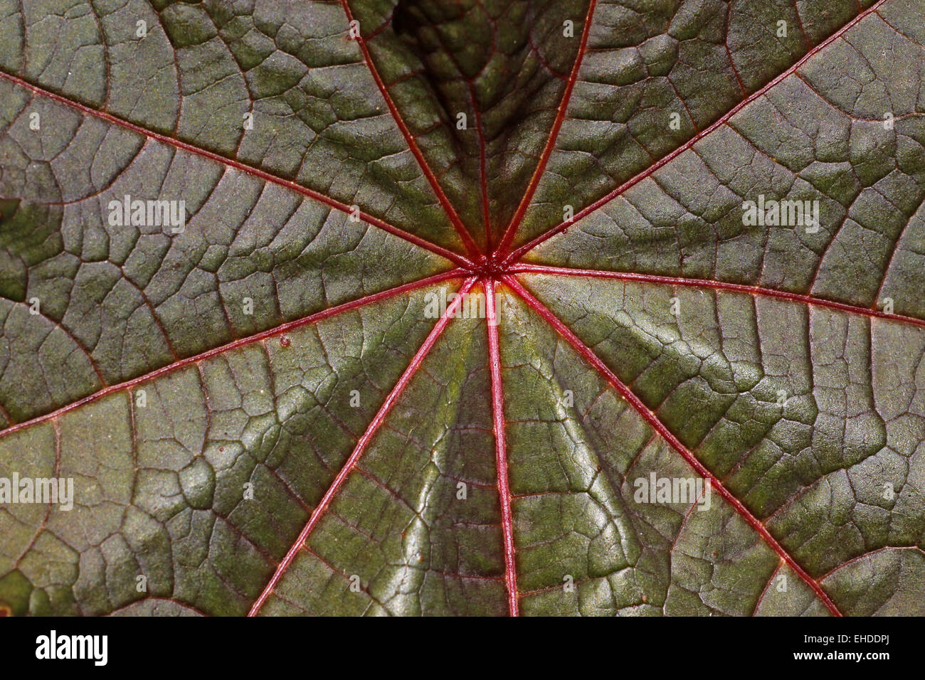 Rizinus ricinus communis immagini e fotografie stock ad alta ...