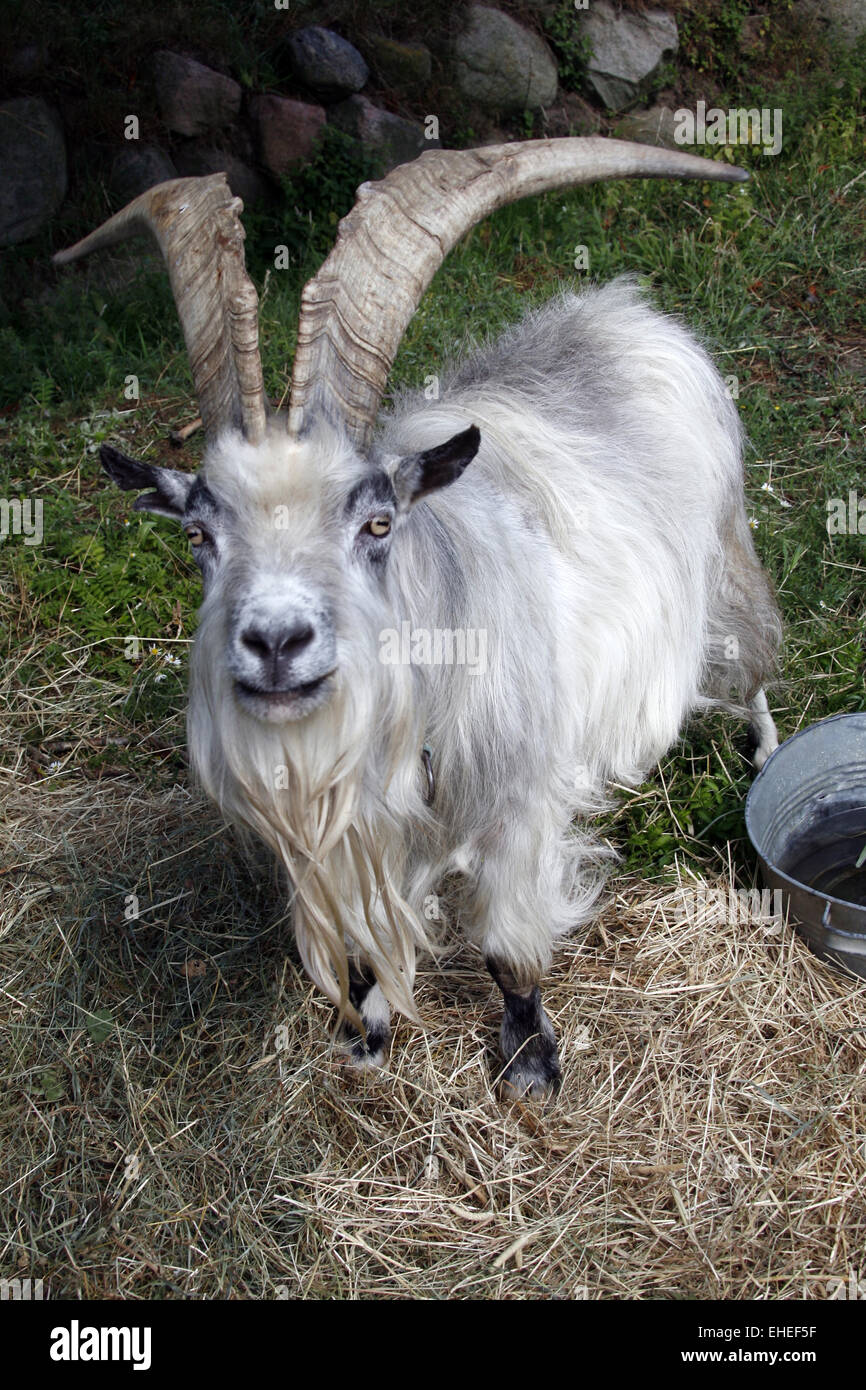 Capra weisse immagini e fotografie stock ad alta risoluzione - Alamy