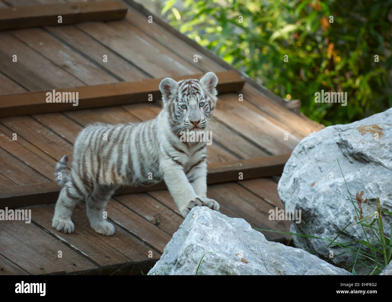 White tiger cub immagini e fotografie stock ad alta risoluzione - Alamy