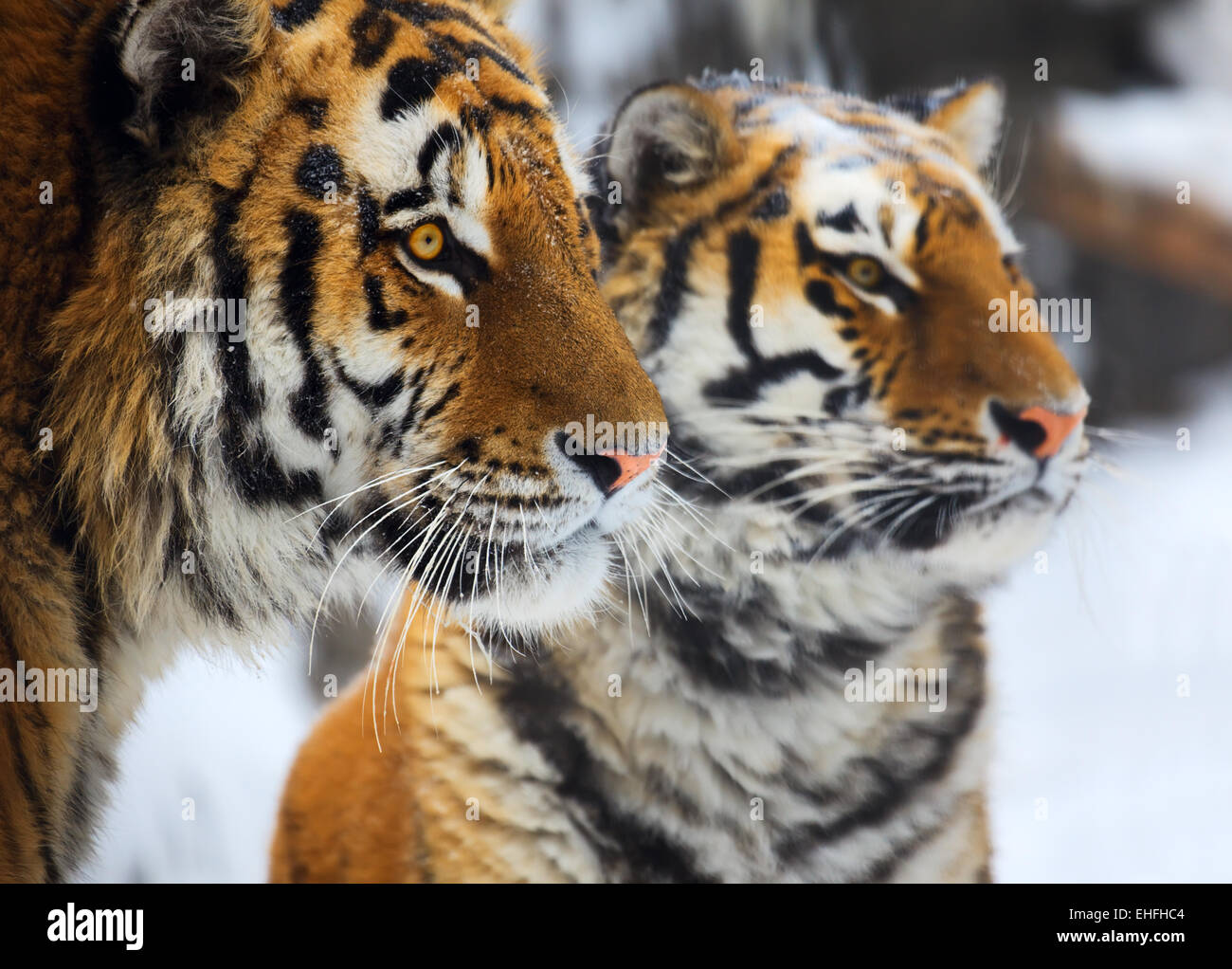 Tigri a strisce immagini e fotografie stock ad alta risoluzione - Alamy