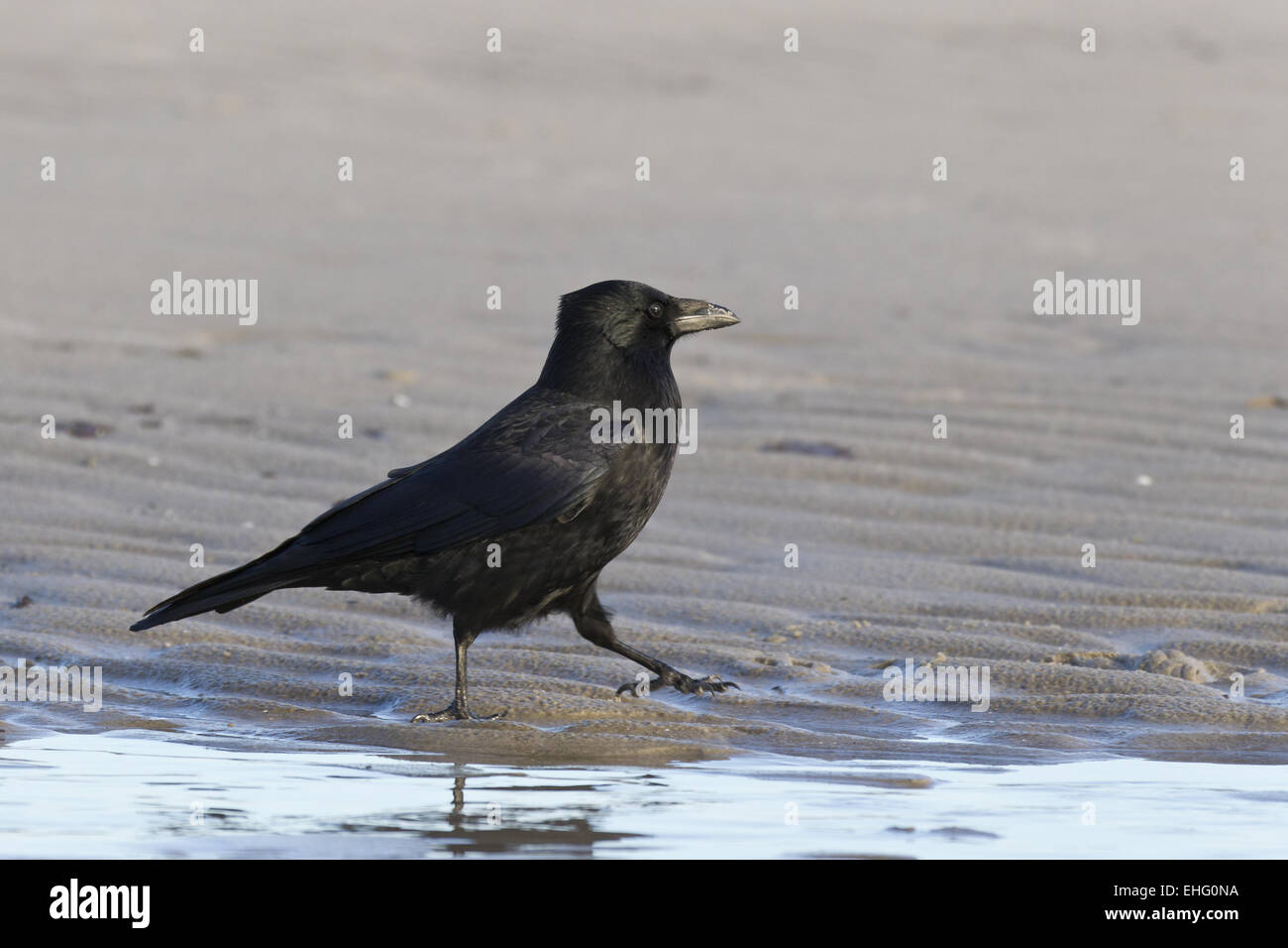 Spiaggia di corvo comune immagini e fotografie stock ad alta ...