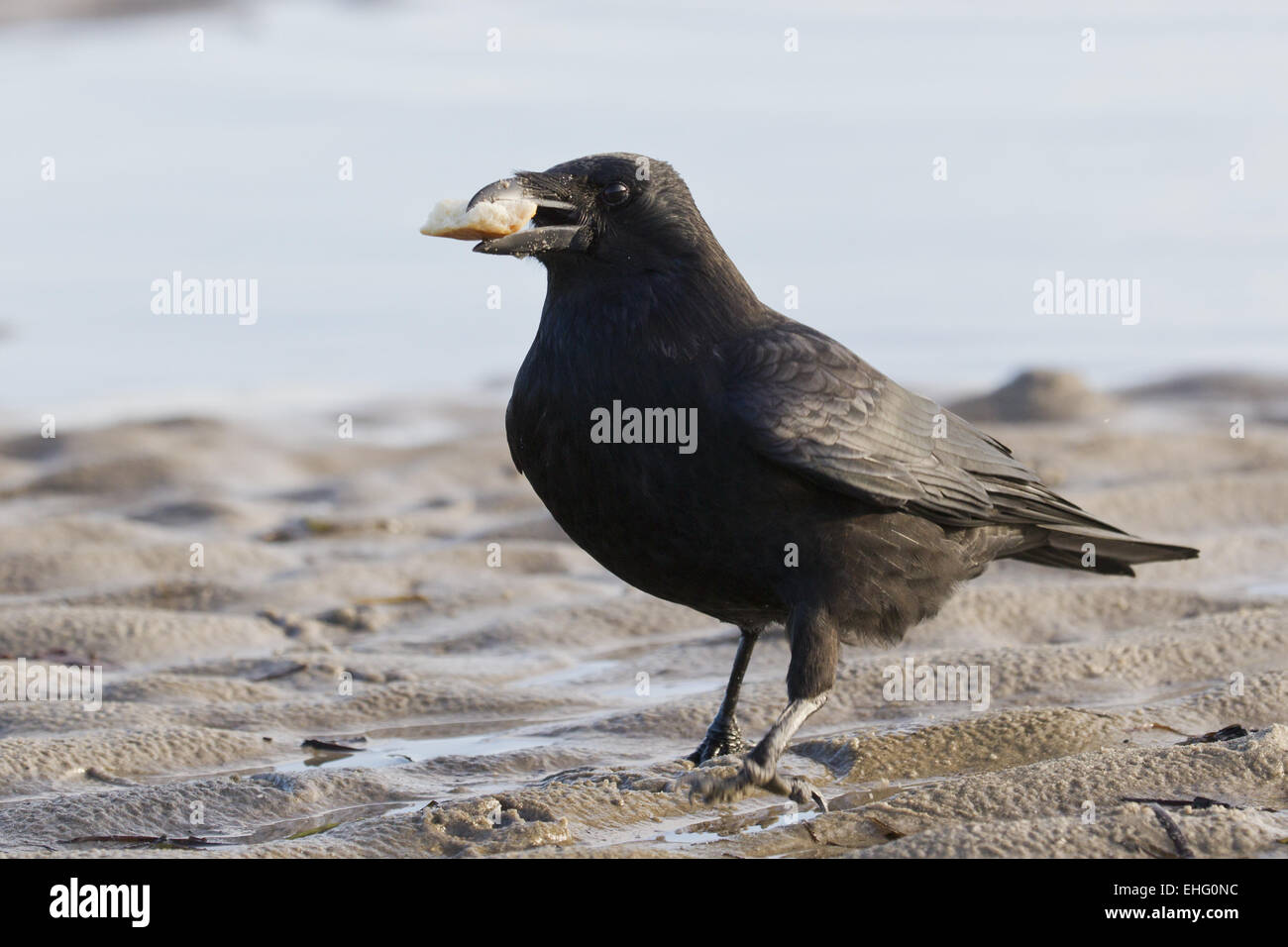 Spiaggia di corvo comune immagini e fotografie stock ad alta ...