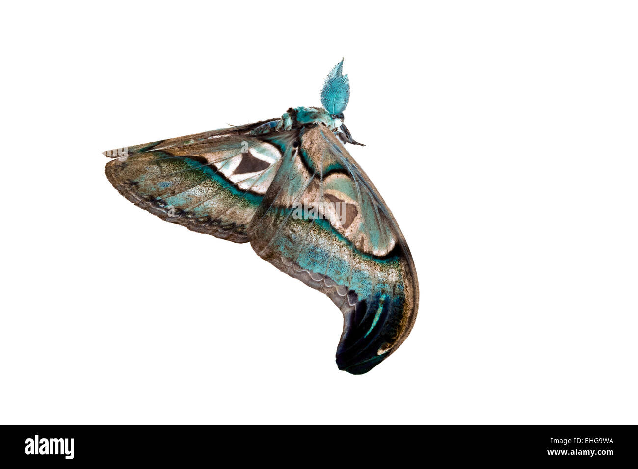 Silkworm moth immagini e fotografie stock ad alta risoluzione - Alamy
