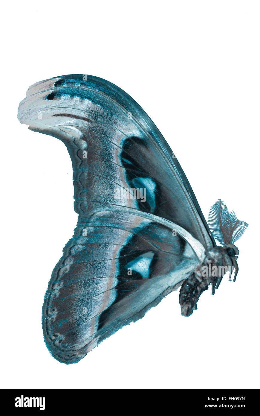 Silkworm moth immagini e fotografie stock ad alta risoluzione - Alamy