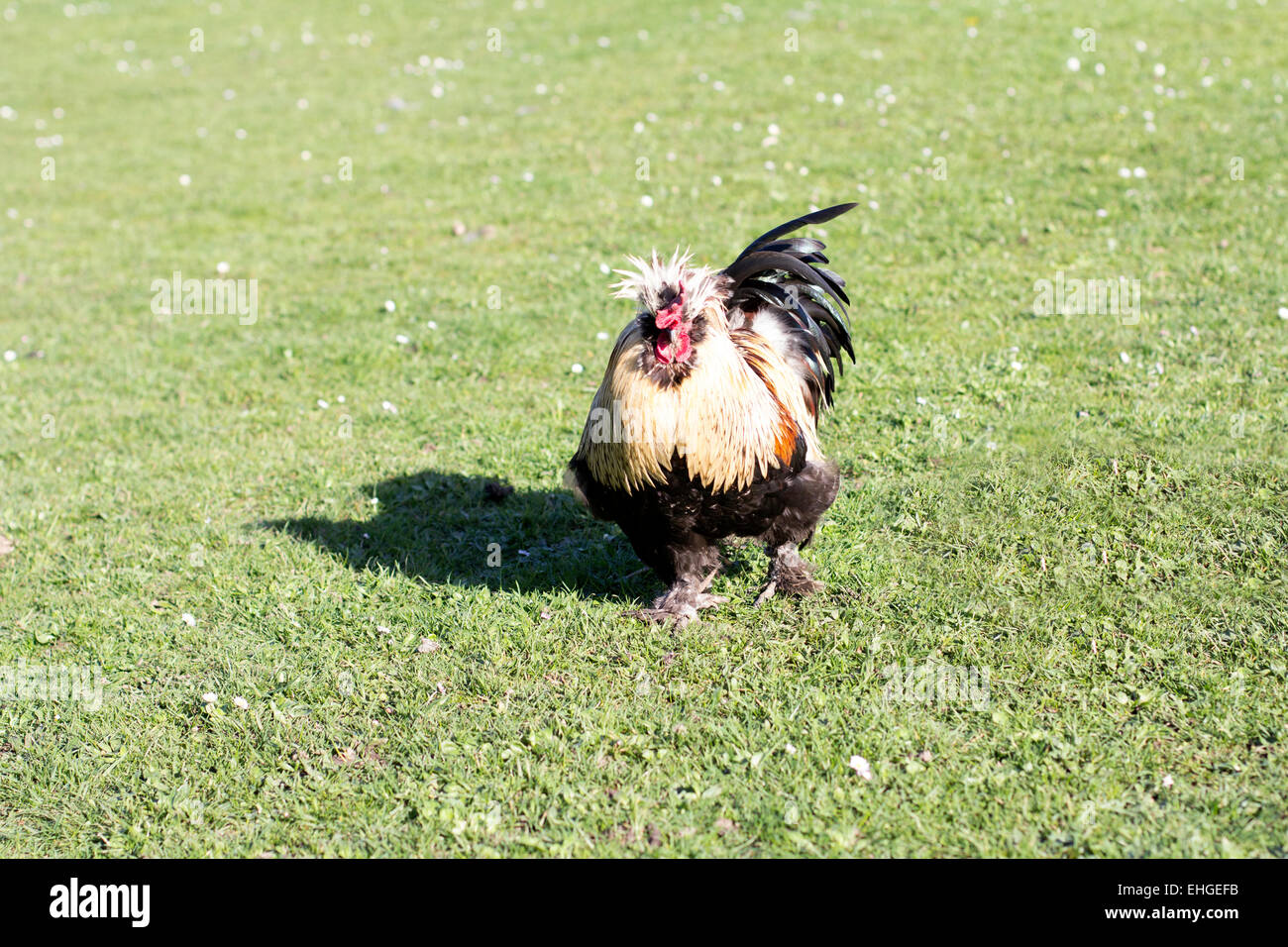 Gallo colorato immagini e fotografie stock ad alta risoluzione - Alamy