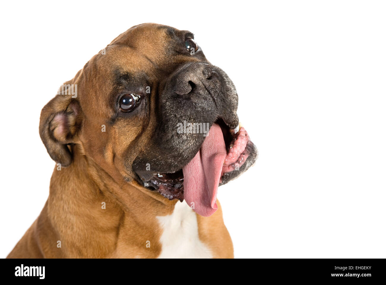 Cane boxer adulto immagini e fotografie stock ad alta risoluzione - Alamy