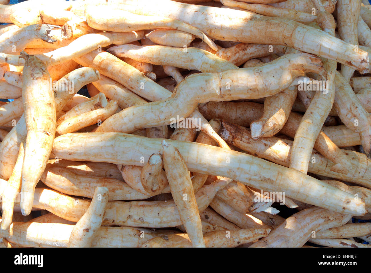 Radice di tapioca o manioca immagini e fotografie stock ad alta ...