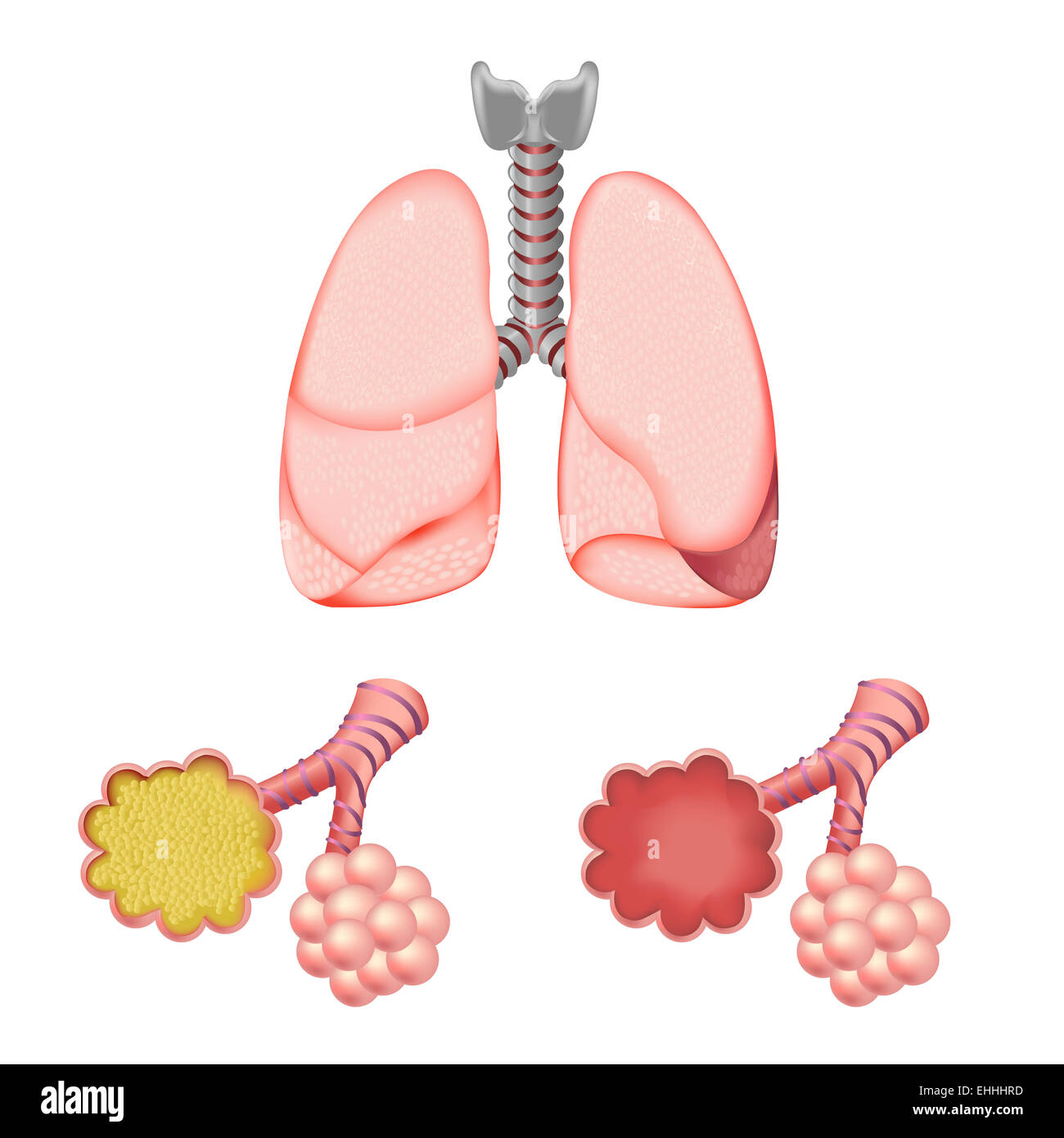 Alveoli del polmone umano immagini e fotografie stock ad alta ...