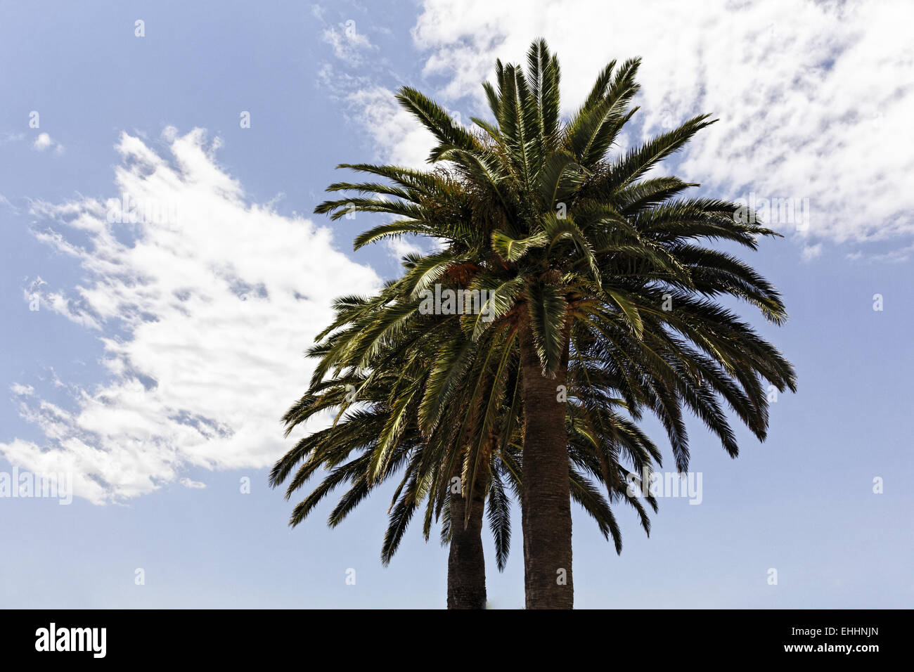 Phoenix canariensis palmera canaria immagini e fotografie stock ad alta ...
