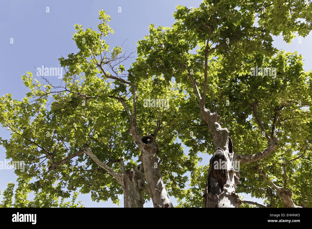 Platane platanus immagini e fotografie stock ad alta risoluzione - Alamy