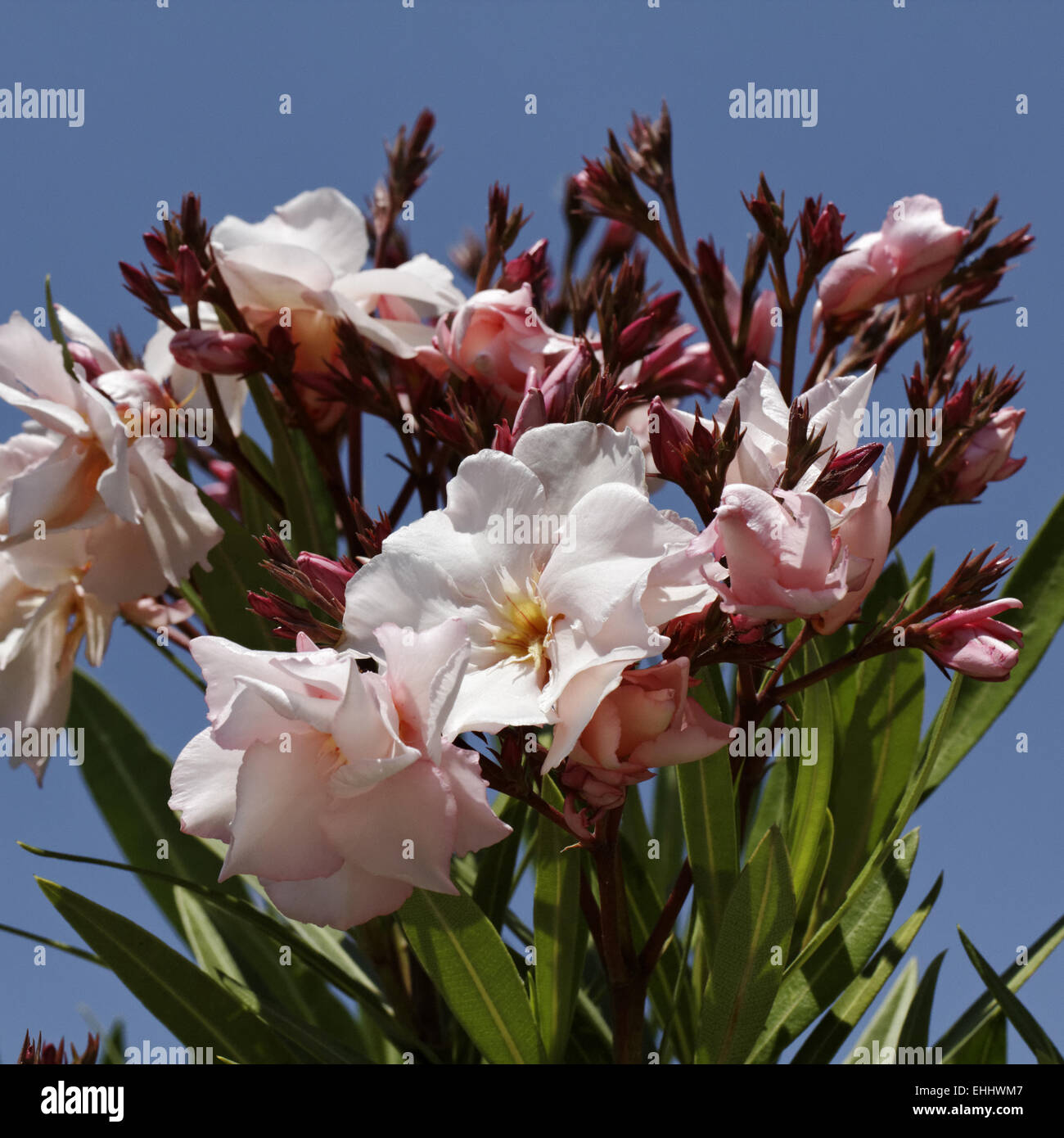 Albero di oleandro nerium immagini e fotografie stock ad alta risoluzione - Alamy