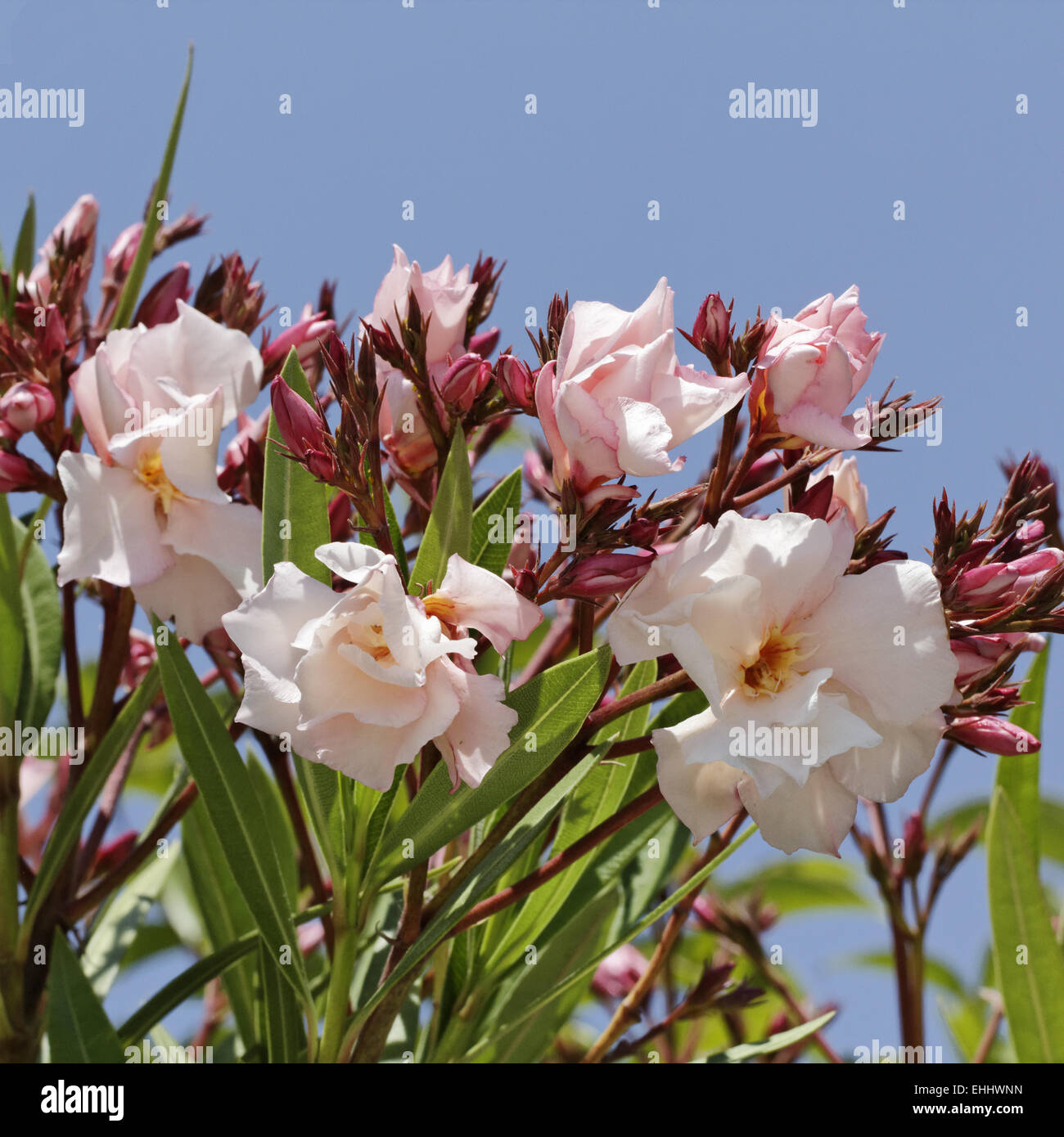 Nerium oleander oleander tree immagini e fotografie stock ad alta ...