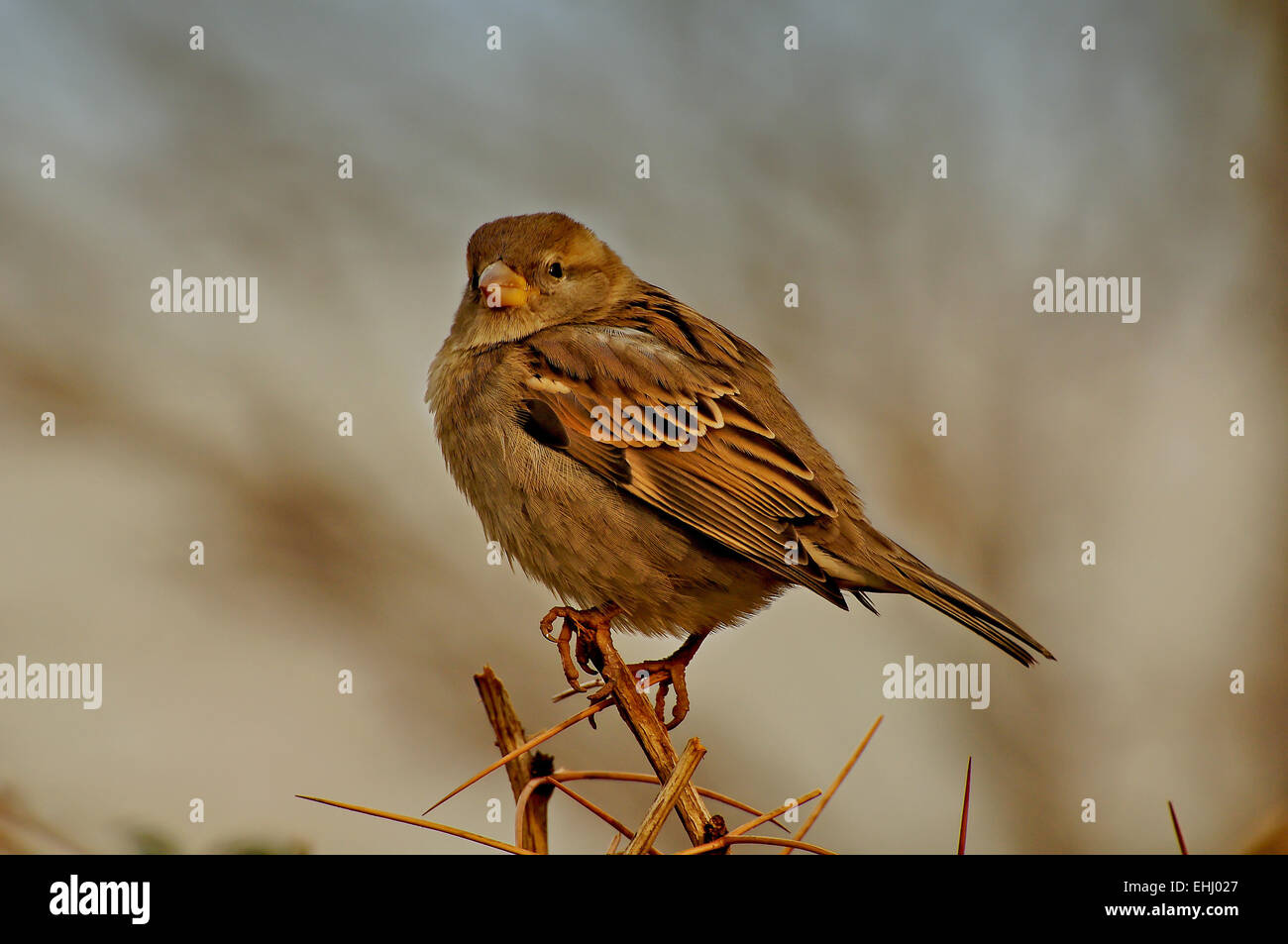 Specie di passero immagini e fotografie stock ad alta risoluzione - Alamy