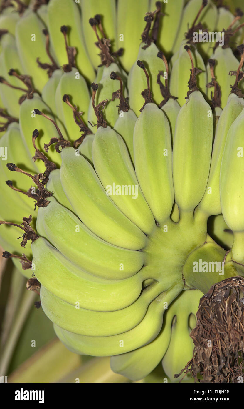 Bananen stauden immagini e fotografie stock ad alta risoluzione - Alamy