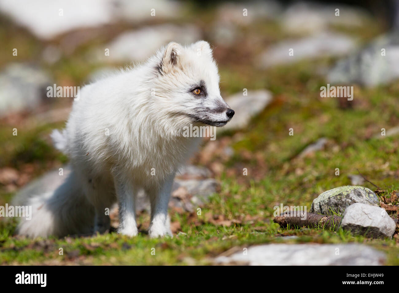 Volpe bianca volpe bianca immagini e fotografie stock ad alta ...