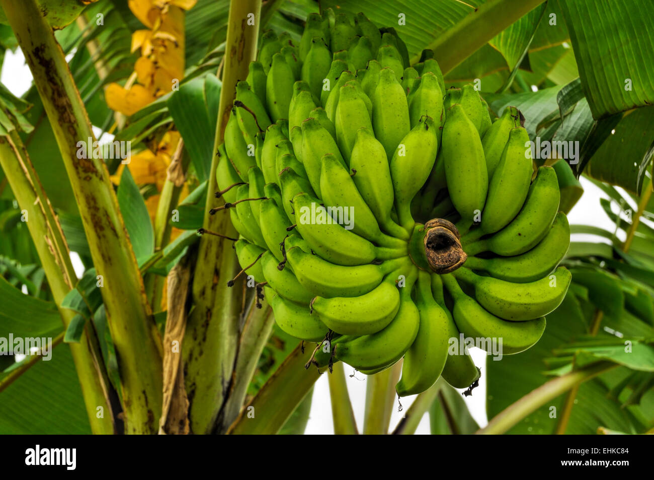 Grappolo di banane che crescono sull'albero immagini e fotografie stock ...