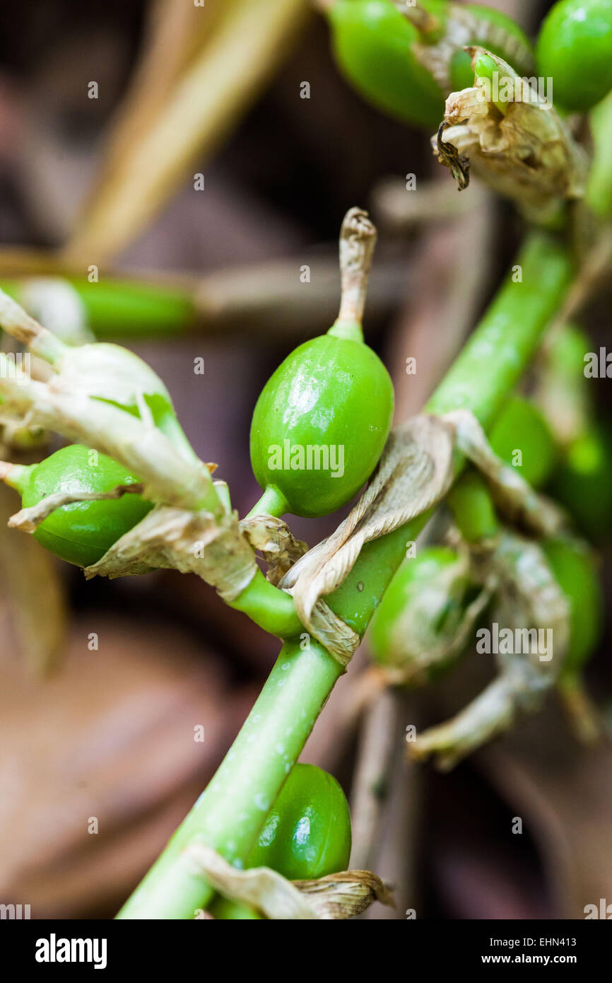 Pianta di cardamomo immagini e fotografie stock ad alta risoluzione - Alamy