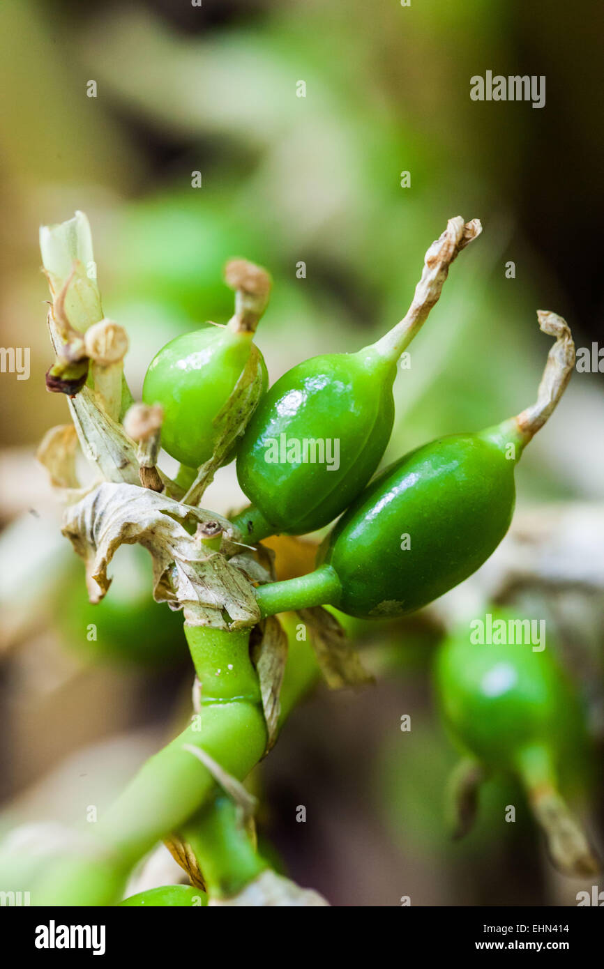 Pianta di cardamomo immagini e fotografie stock ad alta risoluzione - Alamy