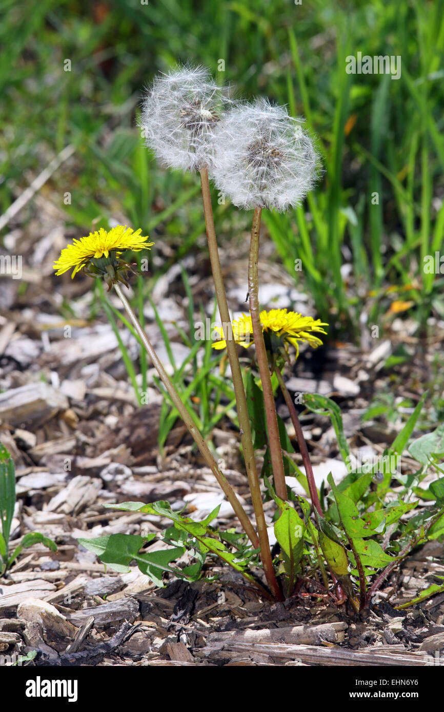 Comune tarassaco taraxacum sect ruderalia immagini e fotografie stock ...