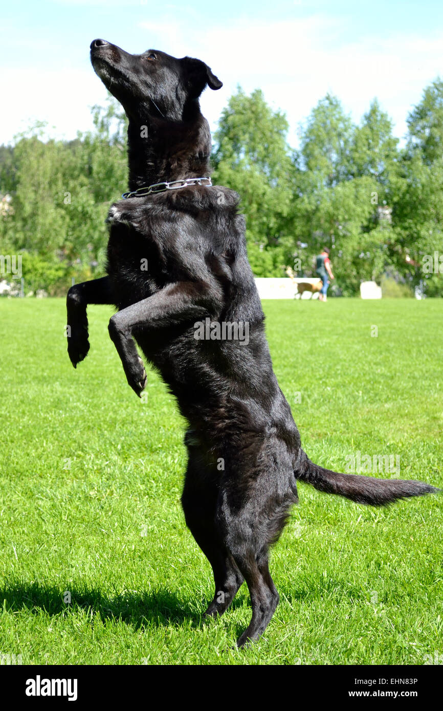 Cane nero immagini e fotografie stock ad alta risoluzione - Alamy