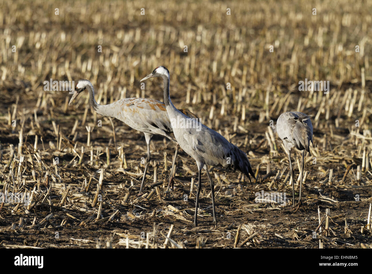 Gru grigia immagini e fotografie stock ad alta risoluzione - Alamy