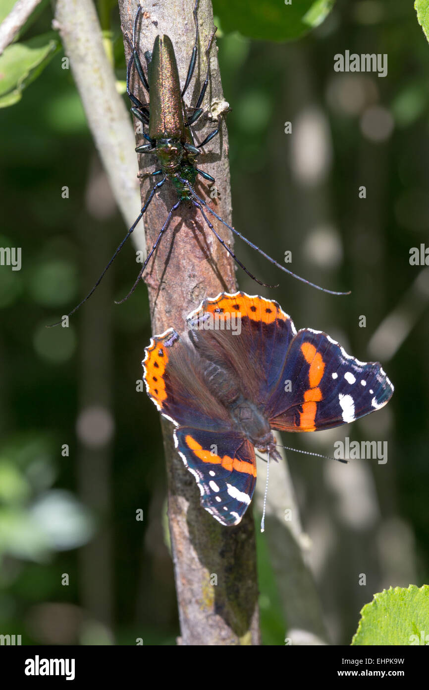 Coleotteri dalle lunghe corna immagini e fotografie stock ad alta ...